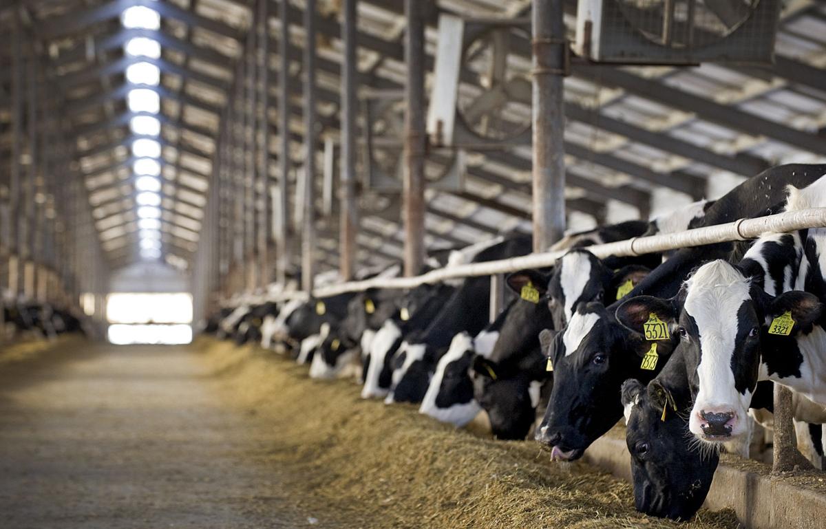 Nebraska dairy pipeline fills up