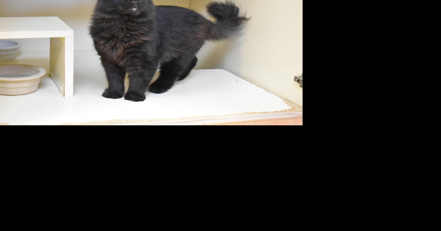 Pet of the Week - Terry