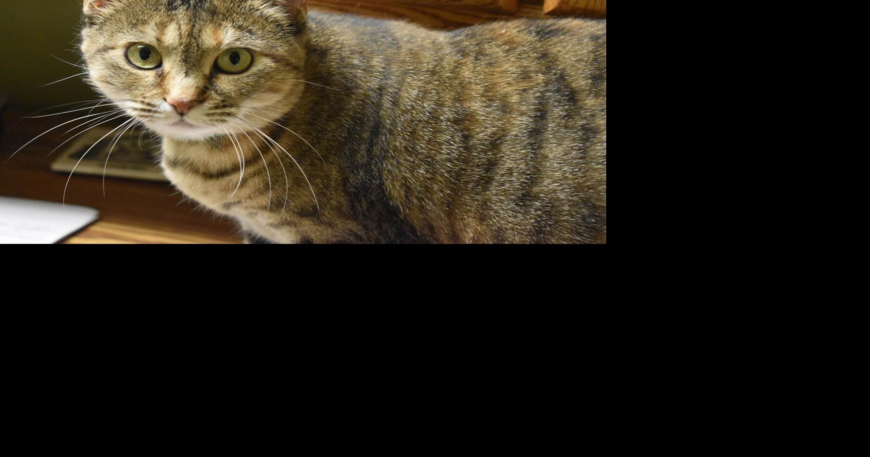 Pet of the Week - Phoebe