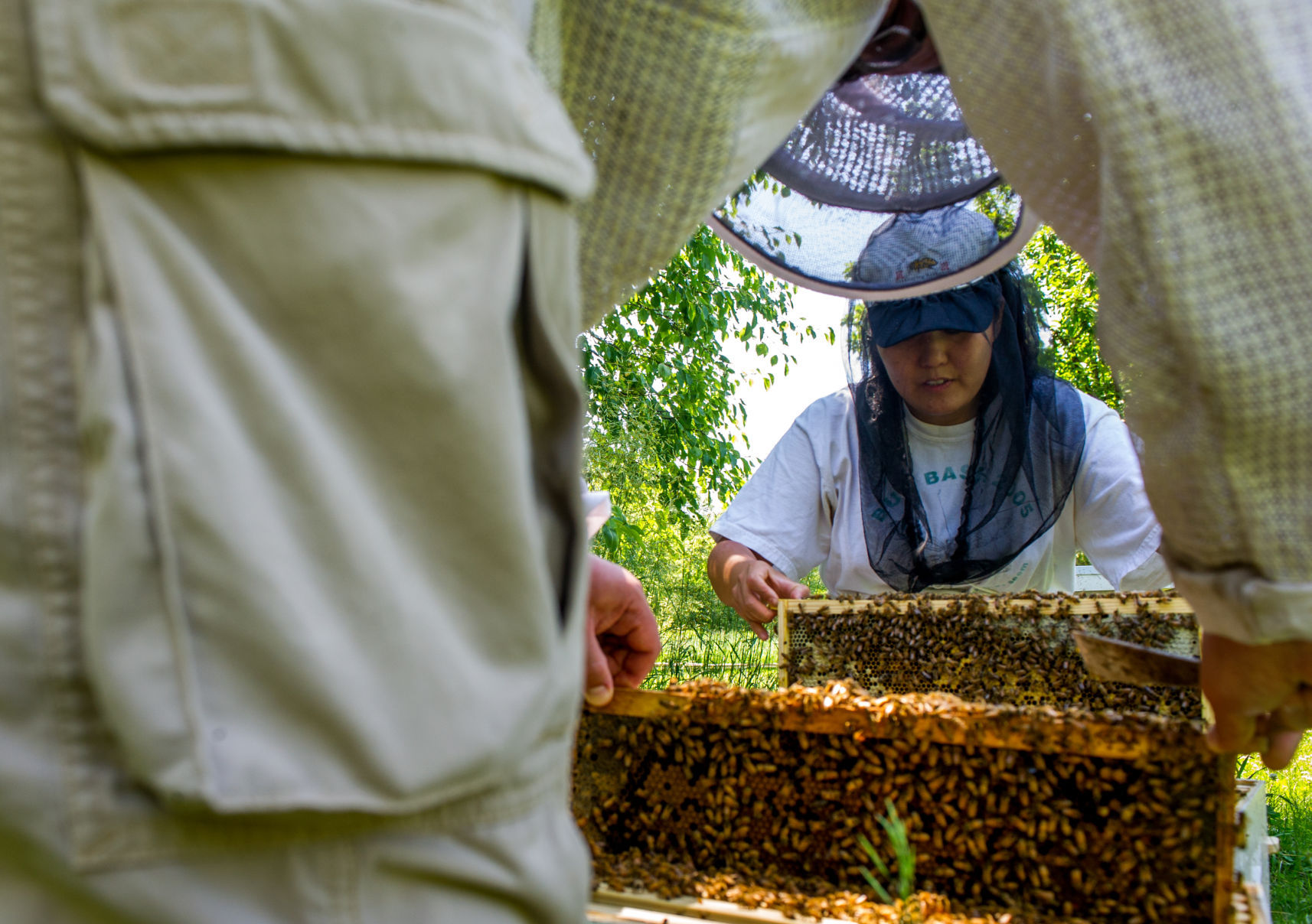 Bee population continues to dwindle