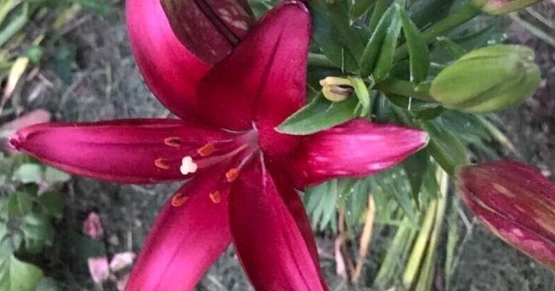 Cooler September weather creates perfect time to move plants around