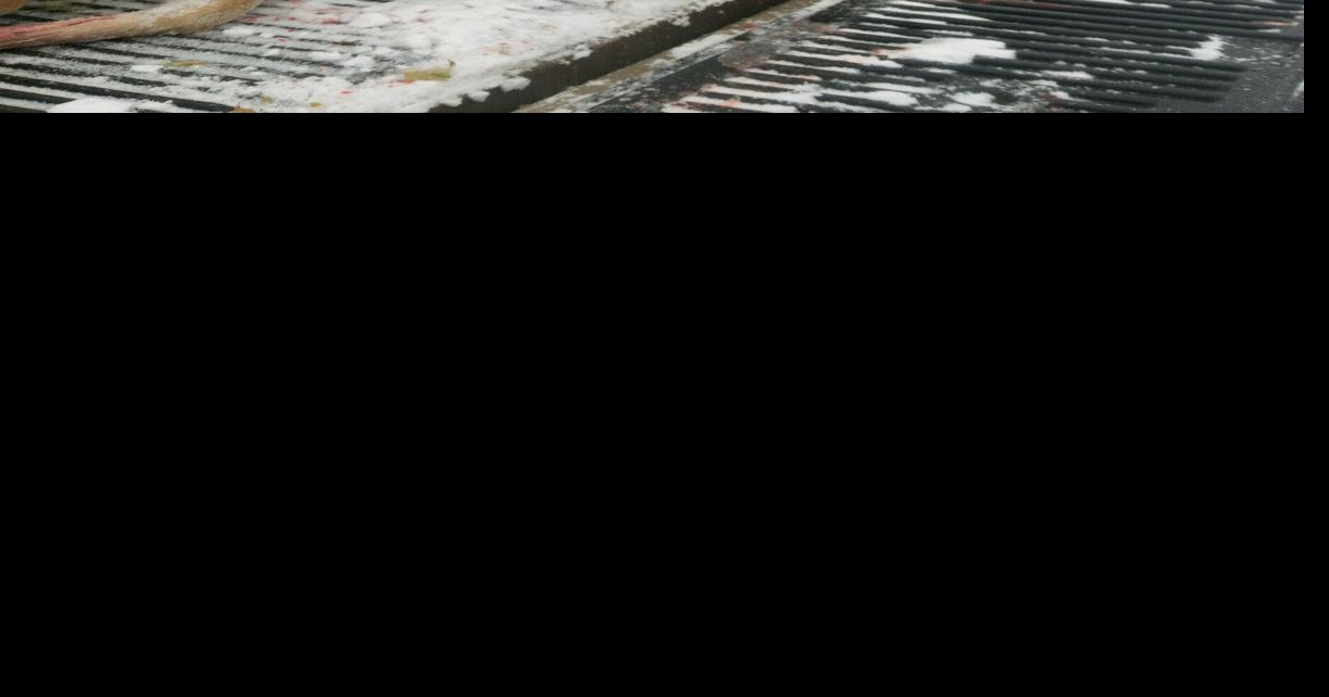 Bobcat season opens in Nebraska