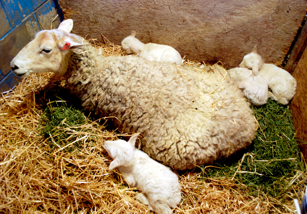 Ewe gives birth to five lambs