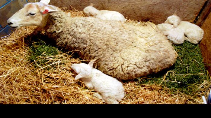 Ewe gives birth to five lambs | Local | columbustelegram.com