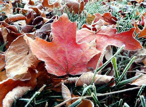 Ask the Weather Guys: How does frost form?