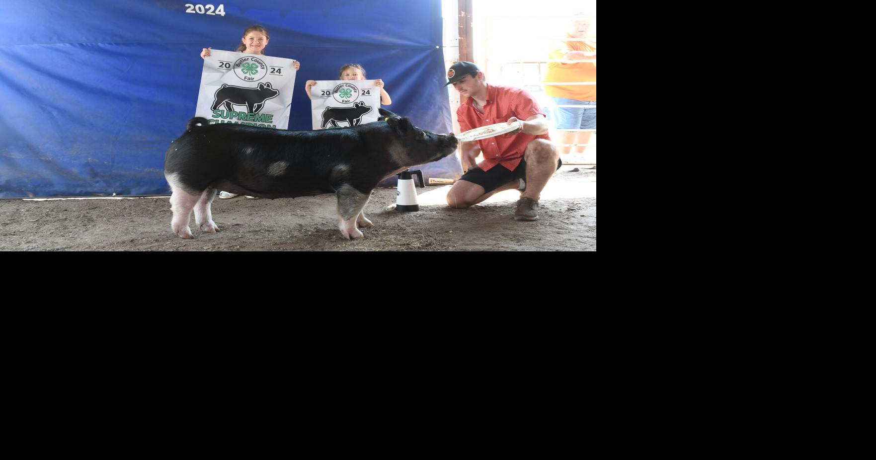 Butler County Fair: Swine Show