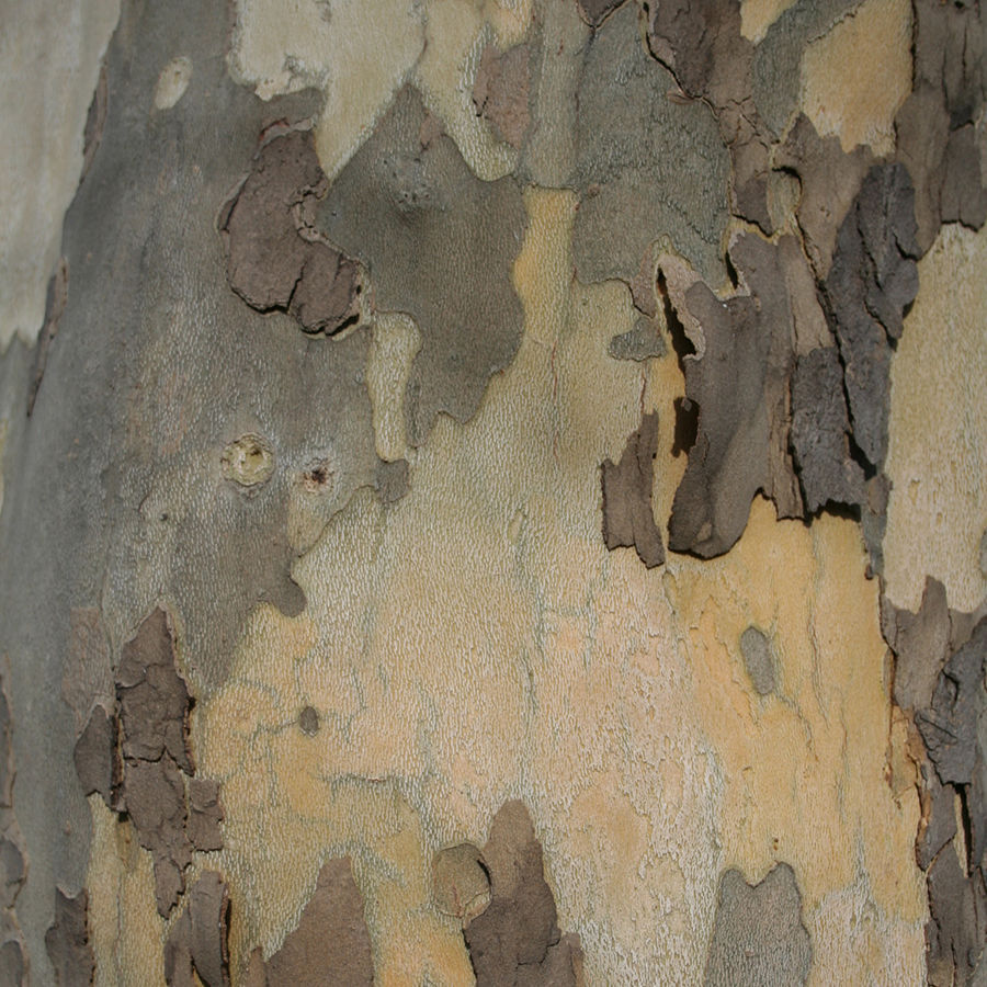 The beauty of bark