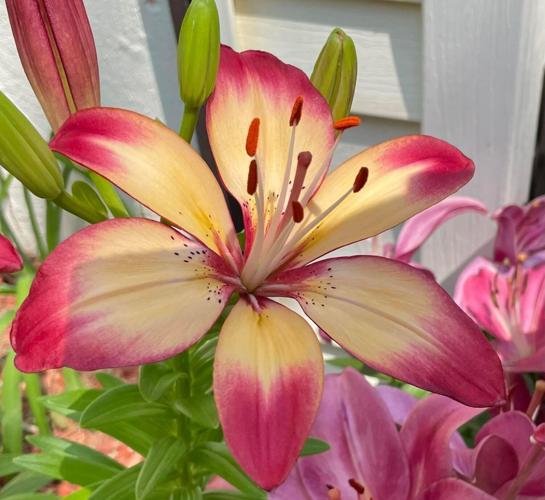 Lincoln's 'Crazy flower lady' loves her ever-growing lily collection