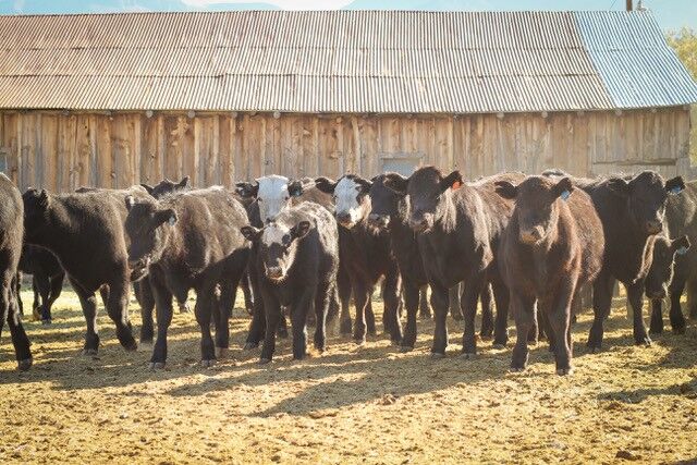 UNL webinar to cover new Weaned Calf Risk Protection program