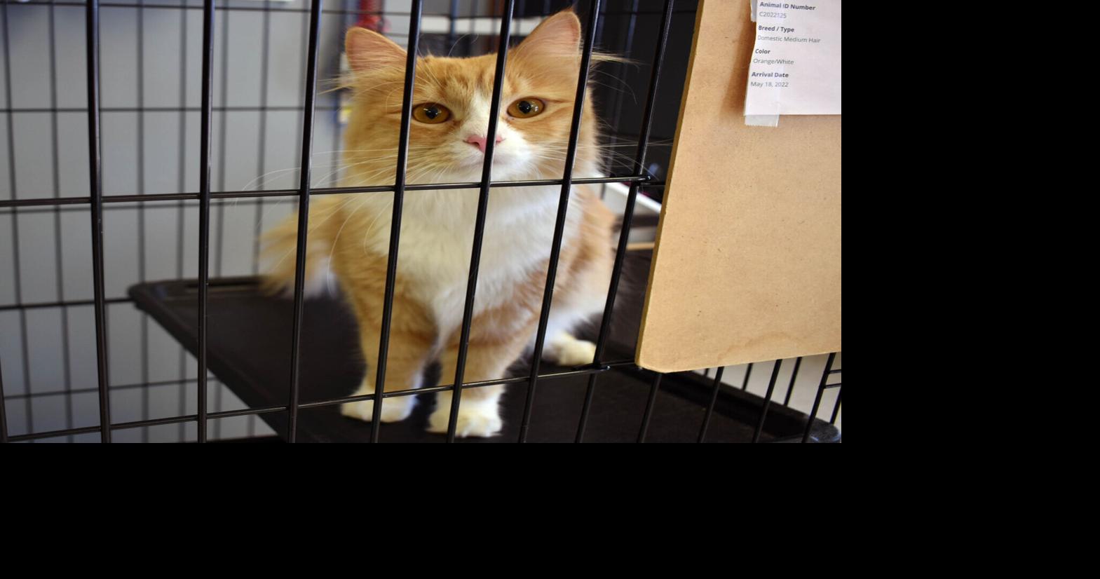 Pet of the Week - Nala