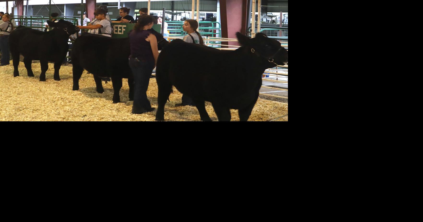 Colfax County Fair 2024