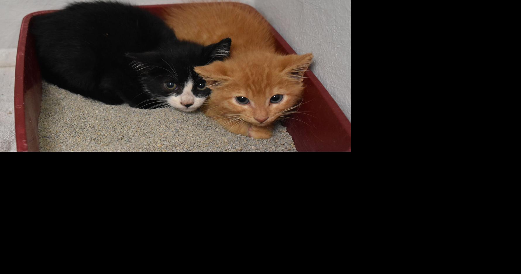 Columbus cat limit increased to four