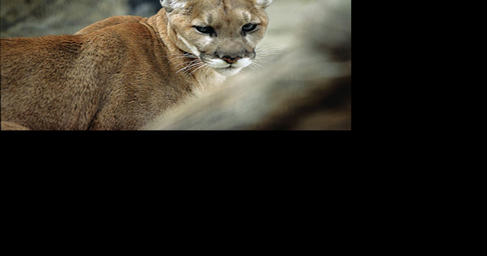 Mountain lion chased from Fullerton yard