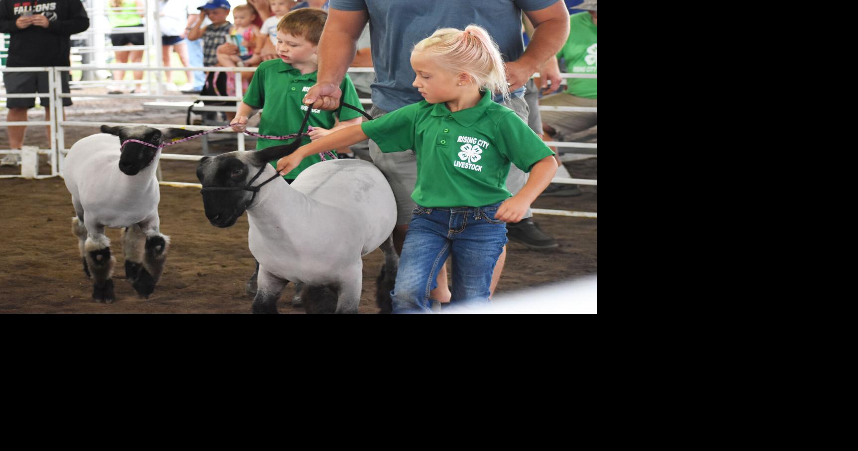 Butler County Fair sees sheep, goat shows
