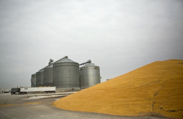 Bountiful harvest creates mountains of grain