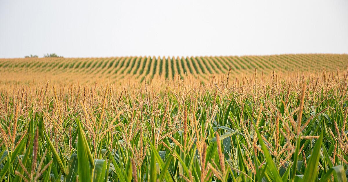 Ag land management webinar to offer updates on cash rents, leasing for 2024