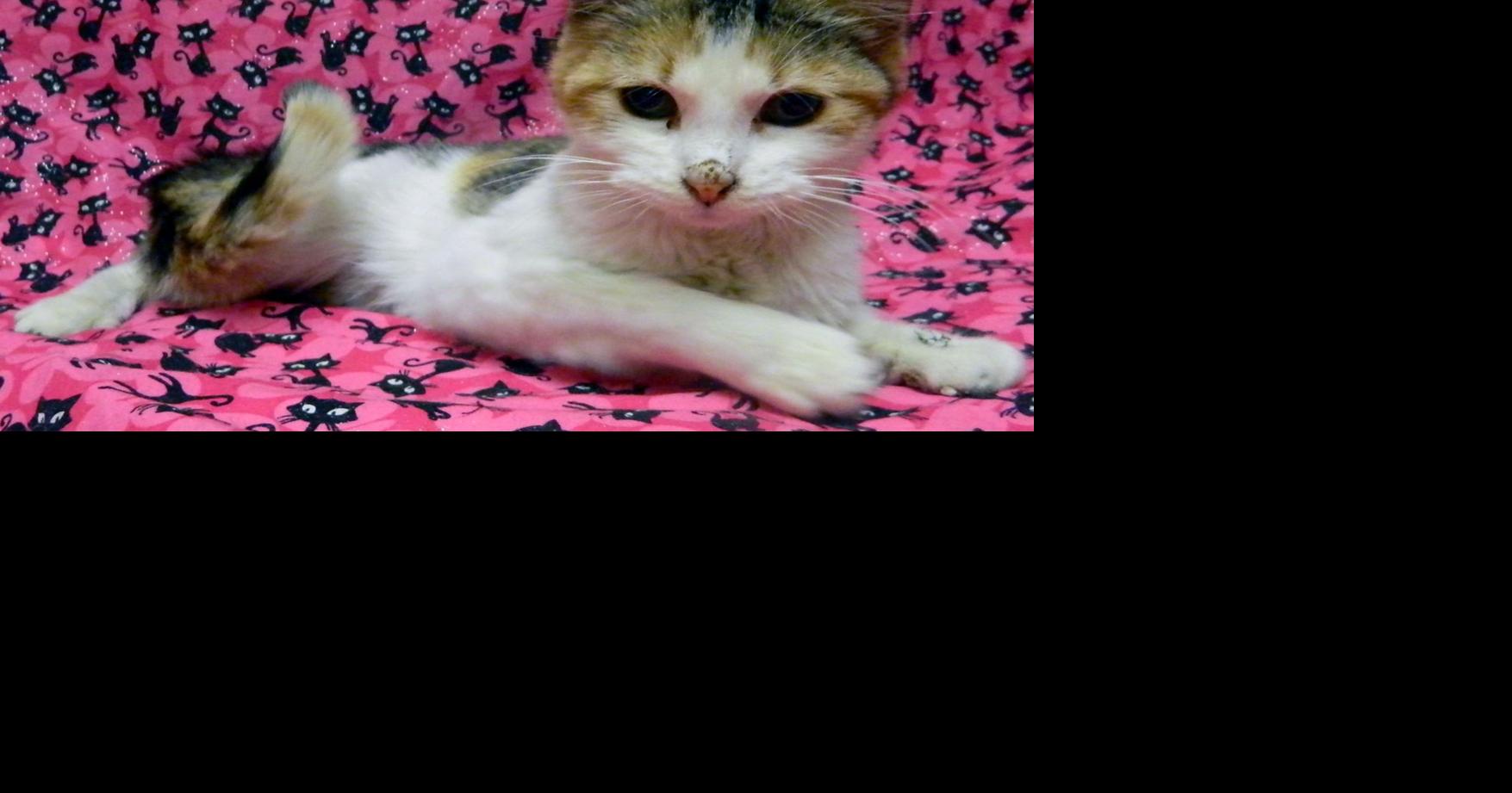 Pet of the week: Alissa