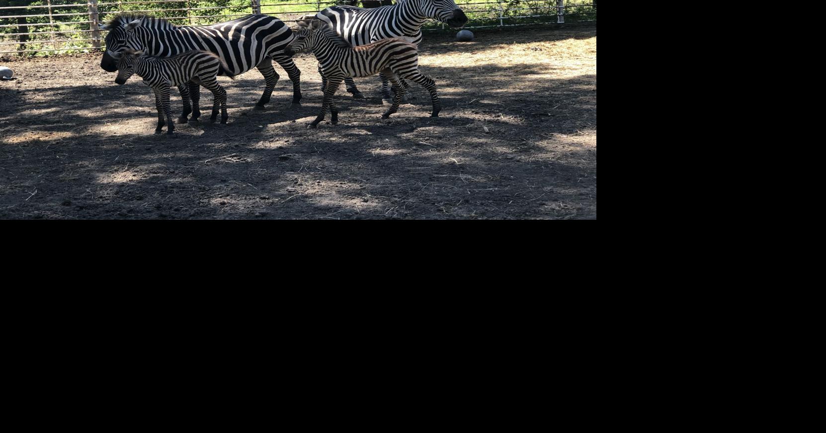 Baby zebras born at Horn T Zoo
