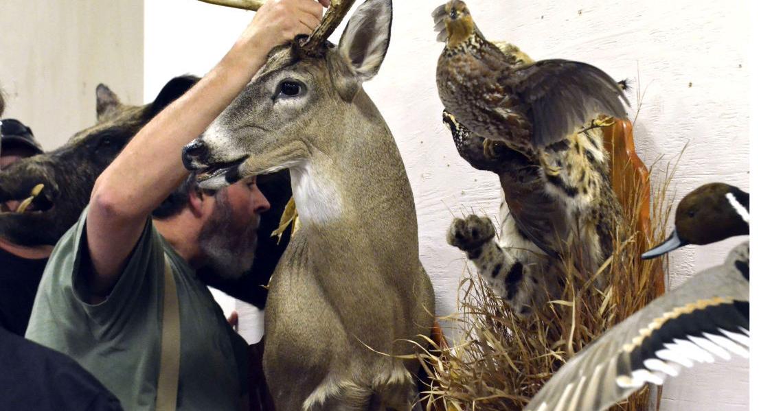 Younger men embracing art of taxidermy