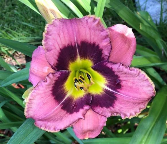 Lincoln's 'Crazy flower lady' loves her ever-growing lily collection