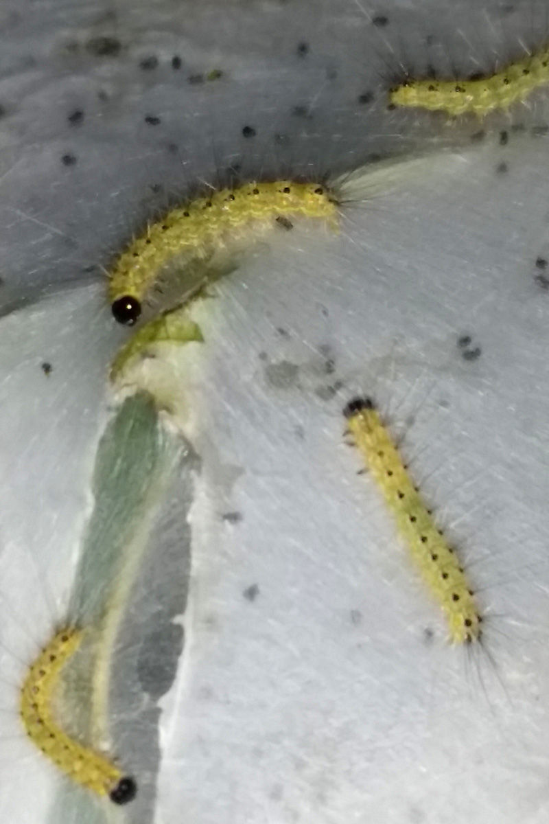 Watching for webworms | Local News | columbustelegram.com