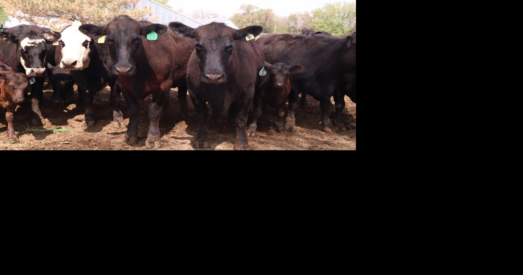 Cover Crop Grazing Conference scheduled for Nov. 6 in North Platte
