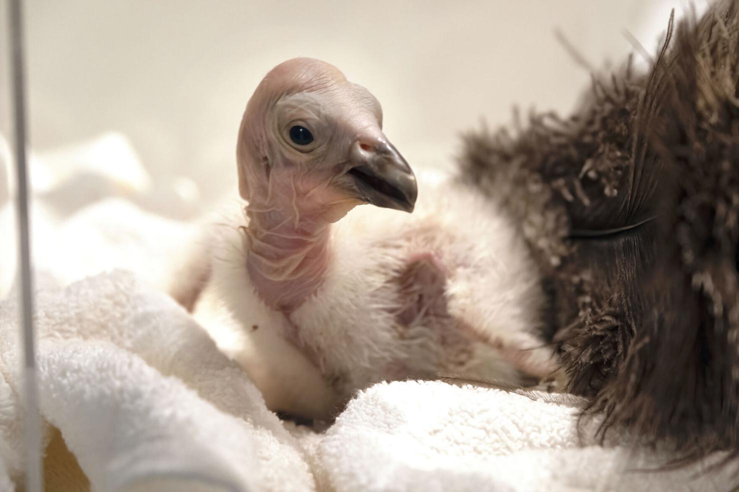 Record 17 California condor chicks hatch in 2024 in LA Zoo