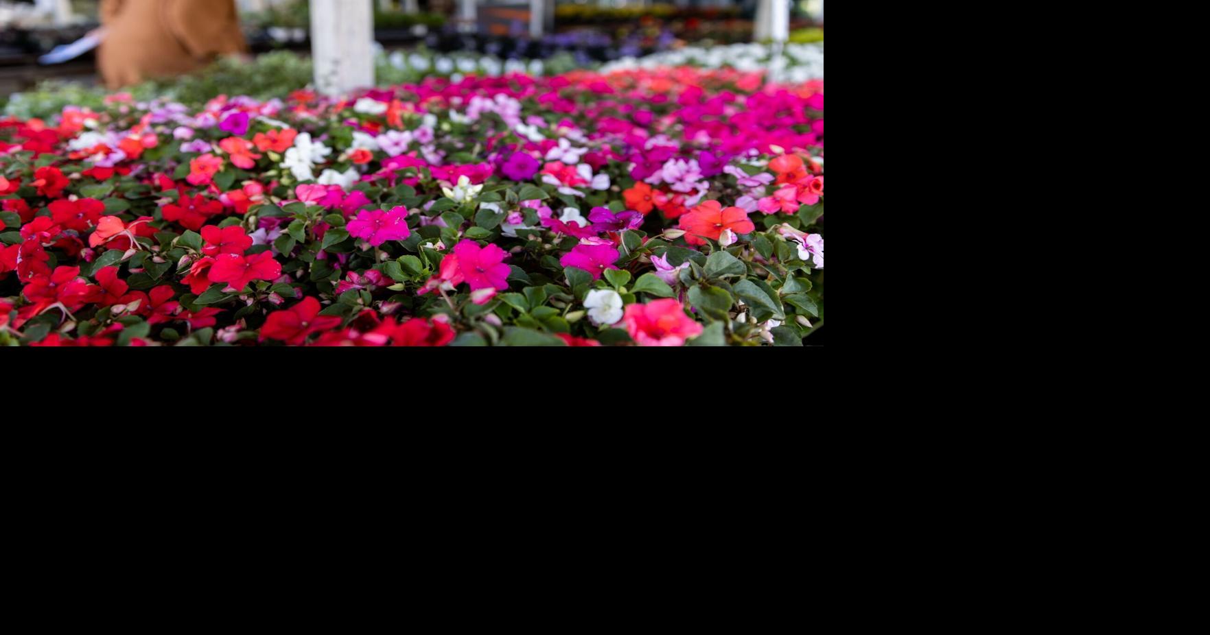 Selecting plants for shady sites
