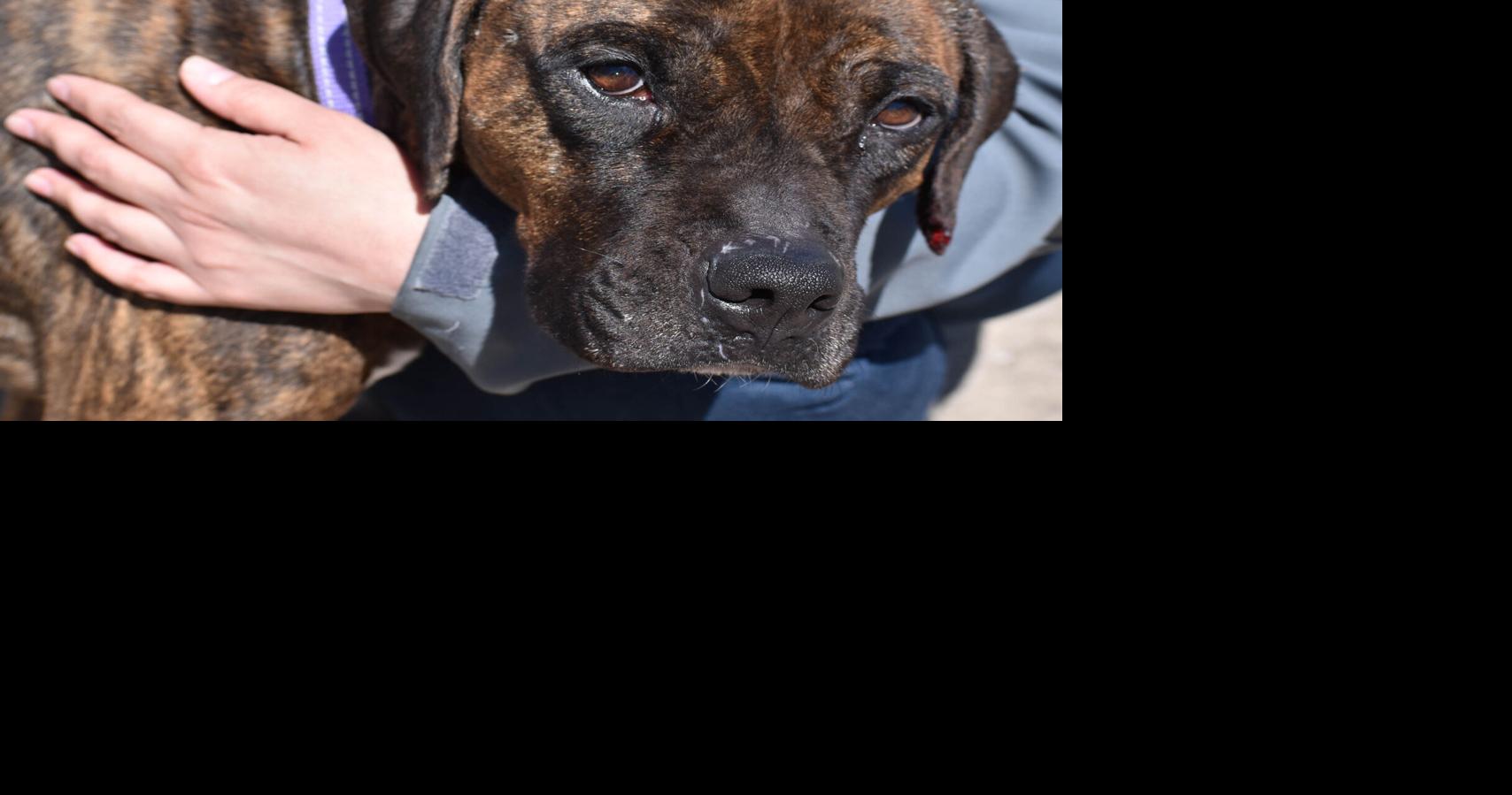 Pet of the Week -- Dizzy