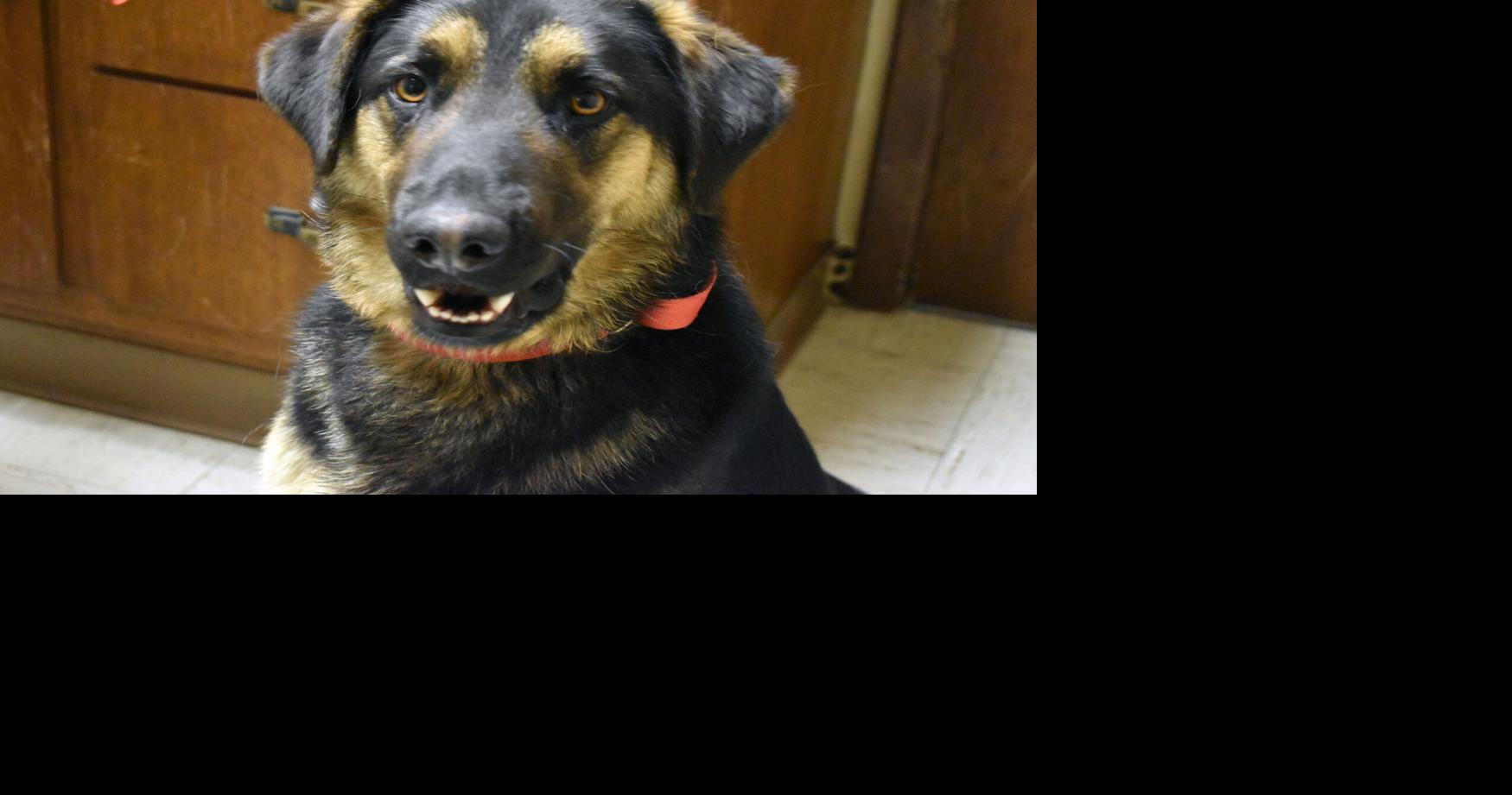 Pet of the Week - Canelo