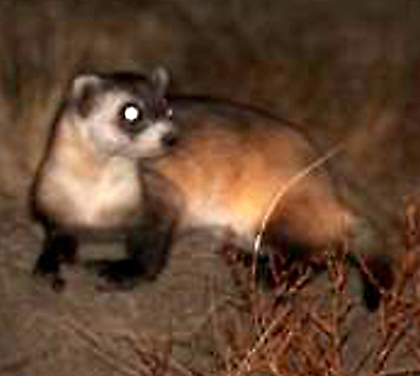 City biologist excited by rare ferret find