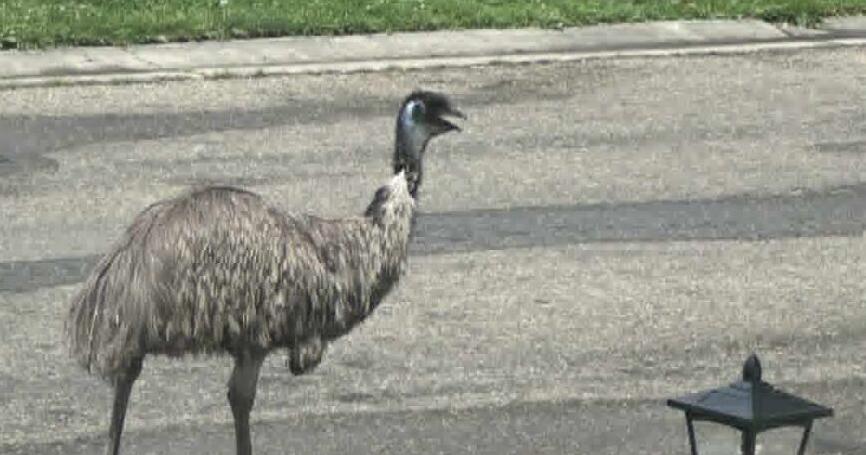 Emus on the run in Danville once again | News | commercial-news.com