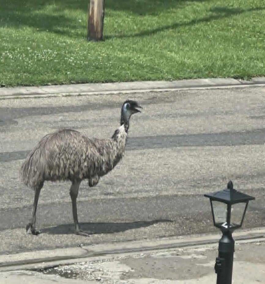 Emus on the run in Danville once again | News | commercial-news.com