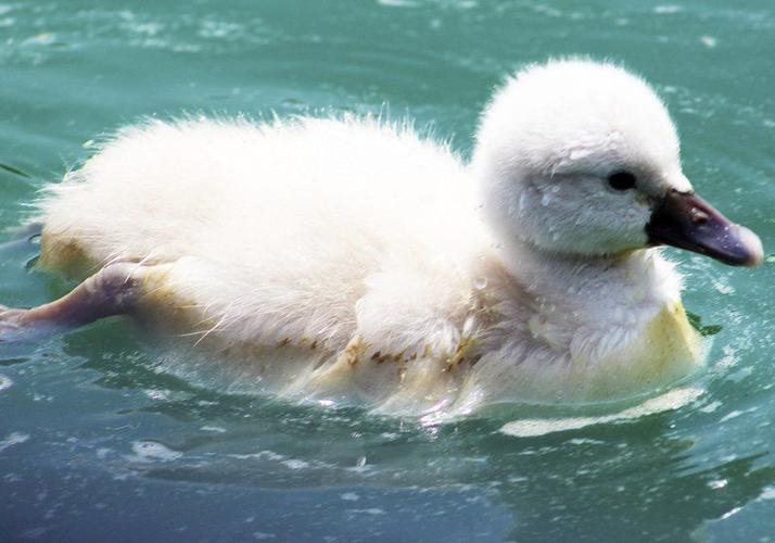 baby swans swan lake