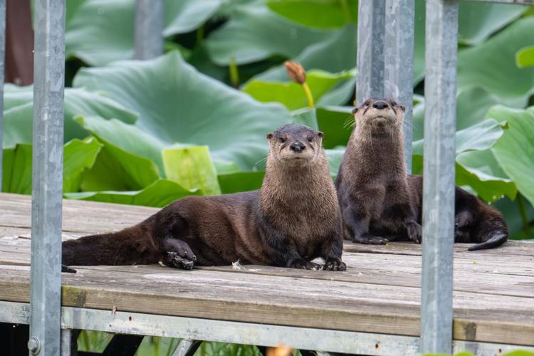 Otterly the perfect pair | Local News | commercial-news.com