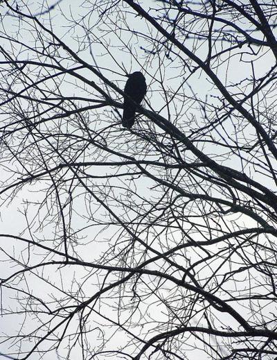 Crow numbers still falling | Local News | commercial-news.com