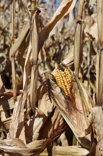 Local farmers see slight increase in harvest | Local News | commercial ...