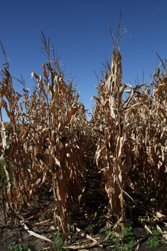 Local farmers see slight increase in harvest | Local News | commercial ...