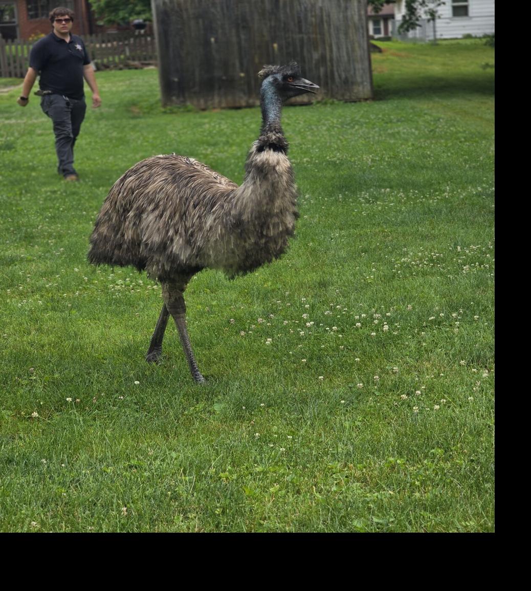 Emus search continues in Danville, Vermilion County | News | commercial ...