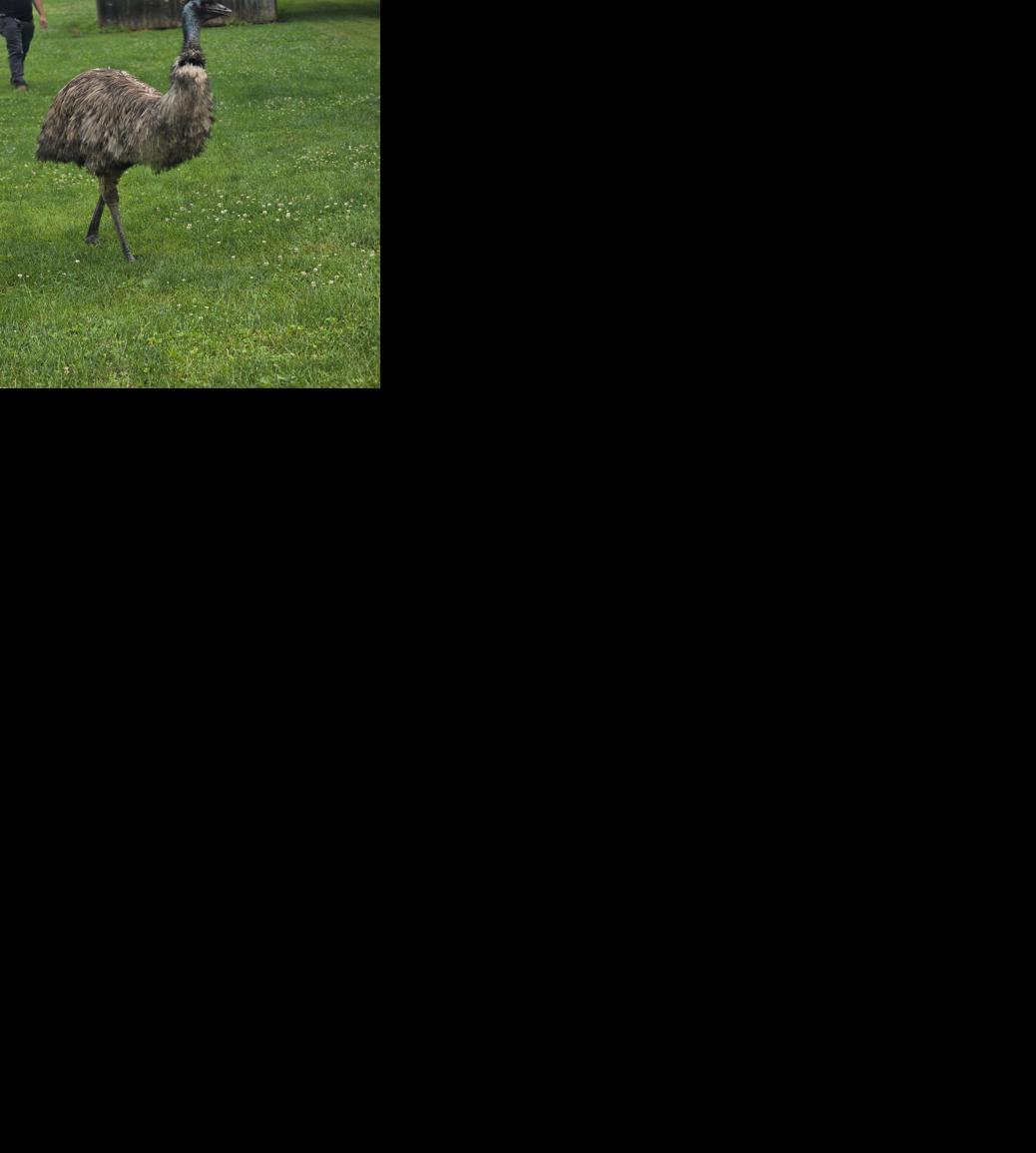 Emus on the run: Big birds escape flood; some still on the loose in ...