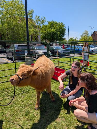 Cuddly Cows | Local News | commercial-news.com