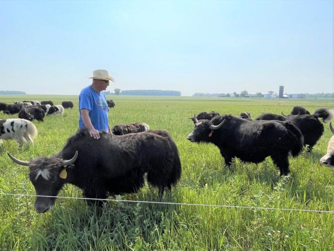 Area family raises yaks on organic farm | Local News | commercial-news.com