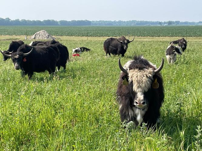 Area family raises yaks on organic farm | Local News | commercial-news.com