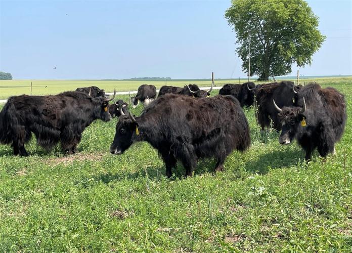 Area family raises yaks on organic farm | Local News | commercial-news.com
