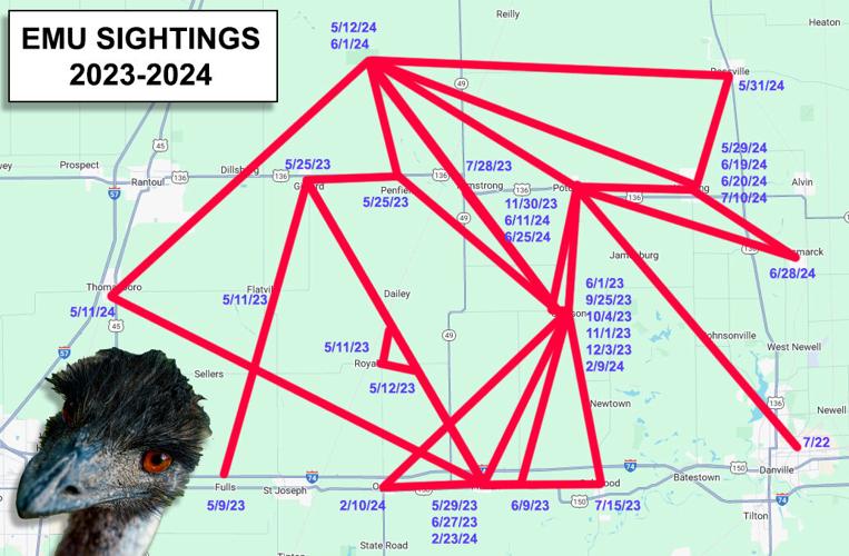 Lady Emu, local runaway star, returns safely home | Local News ...