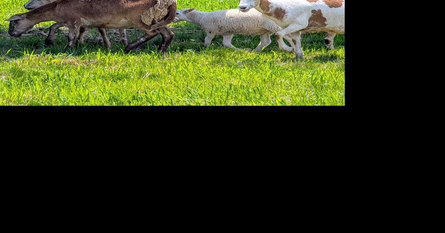 'Lamb-scaping' a win-win for Pivot Energy, local farmers | Local News ...