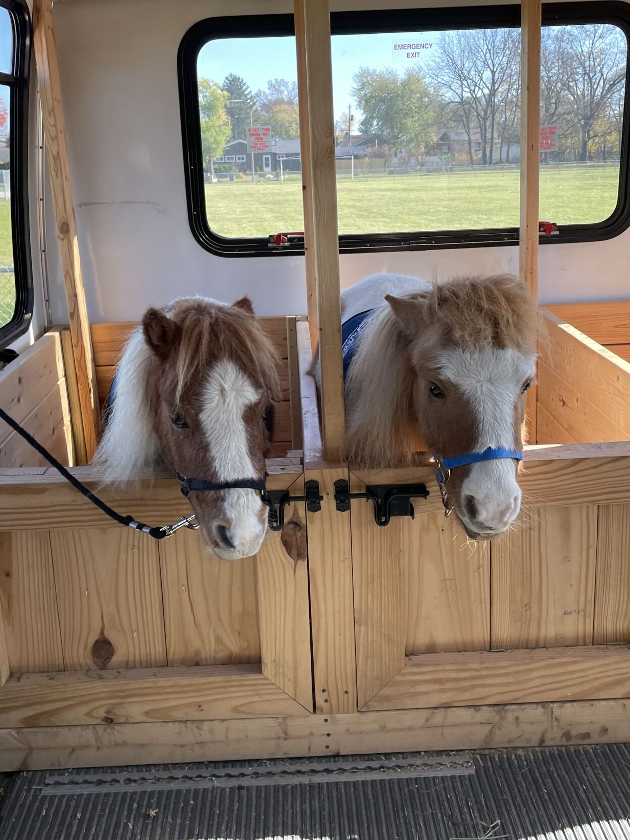 Vermilion County students benefit from equine-assisted psychotherapy ...