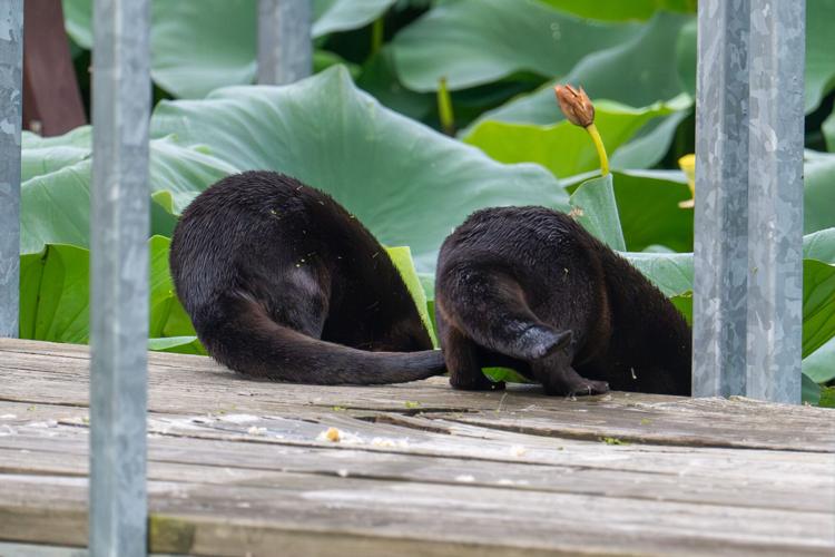 Otterly the perfect pair | Local News | commercial-news.com