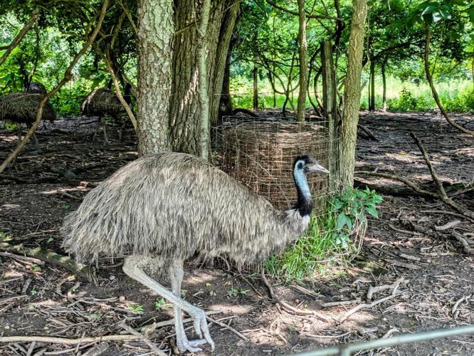 Lady Emu, local runaway star, returns safely home | Local News ...