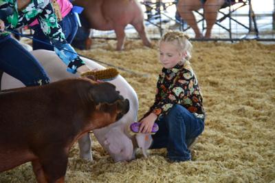 4-H showmanship clinic prepares young stars for fairs | Local News | commercial-news.com